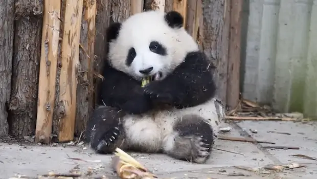Please peruse this program of positively precious panda pictures