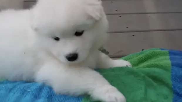 It's a cotton ball, it's a cloud...no, it's cute samoyeds to save your ...