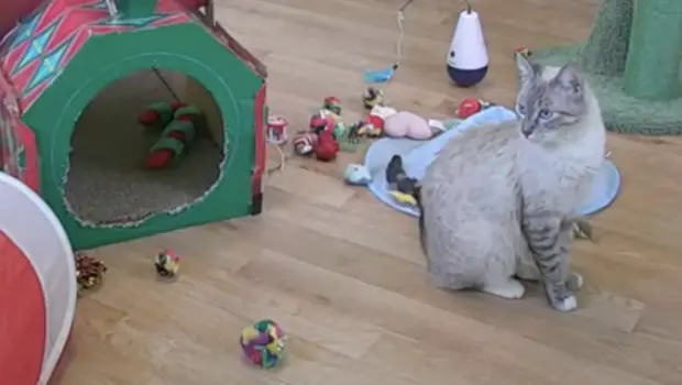 Enjoy cuteness round the clock with these adorable livestreams