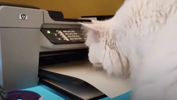 Cats versus gadgets: Watch the ultimate battles between technology and ...