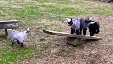 Here's a gaggle of goofy goat clips to end your week with a giggle