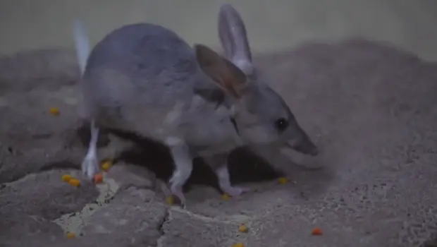 Admire Australian animals' awesome acrobatics and adorable-ness