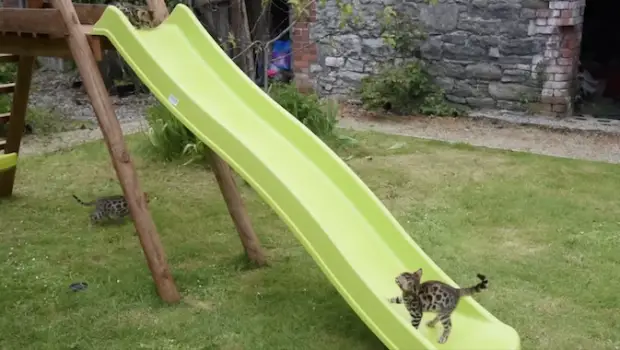 Swing into spring, slide into the season: It's cute animals on playgrounds!
