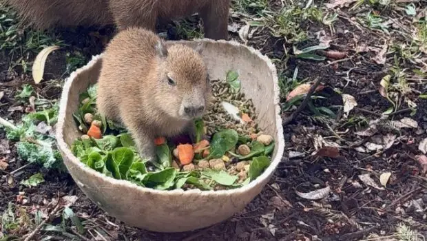Welcome to the world, Tupi, San Antonio Zoo's precious baby capybara