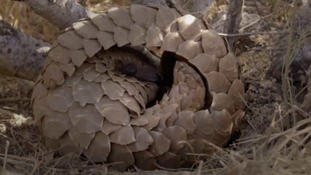 World of Warcraft is bringing the cuteness to you in Midnight, with the ...