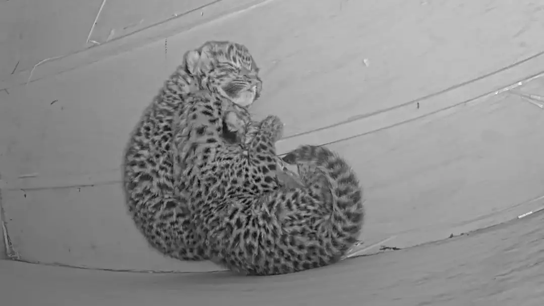 Prepare for some incredibly rare cuteness with newborn Amur Leopard cubs!