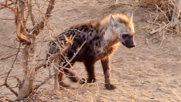 The Queue: Baby Hyena